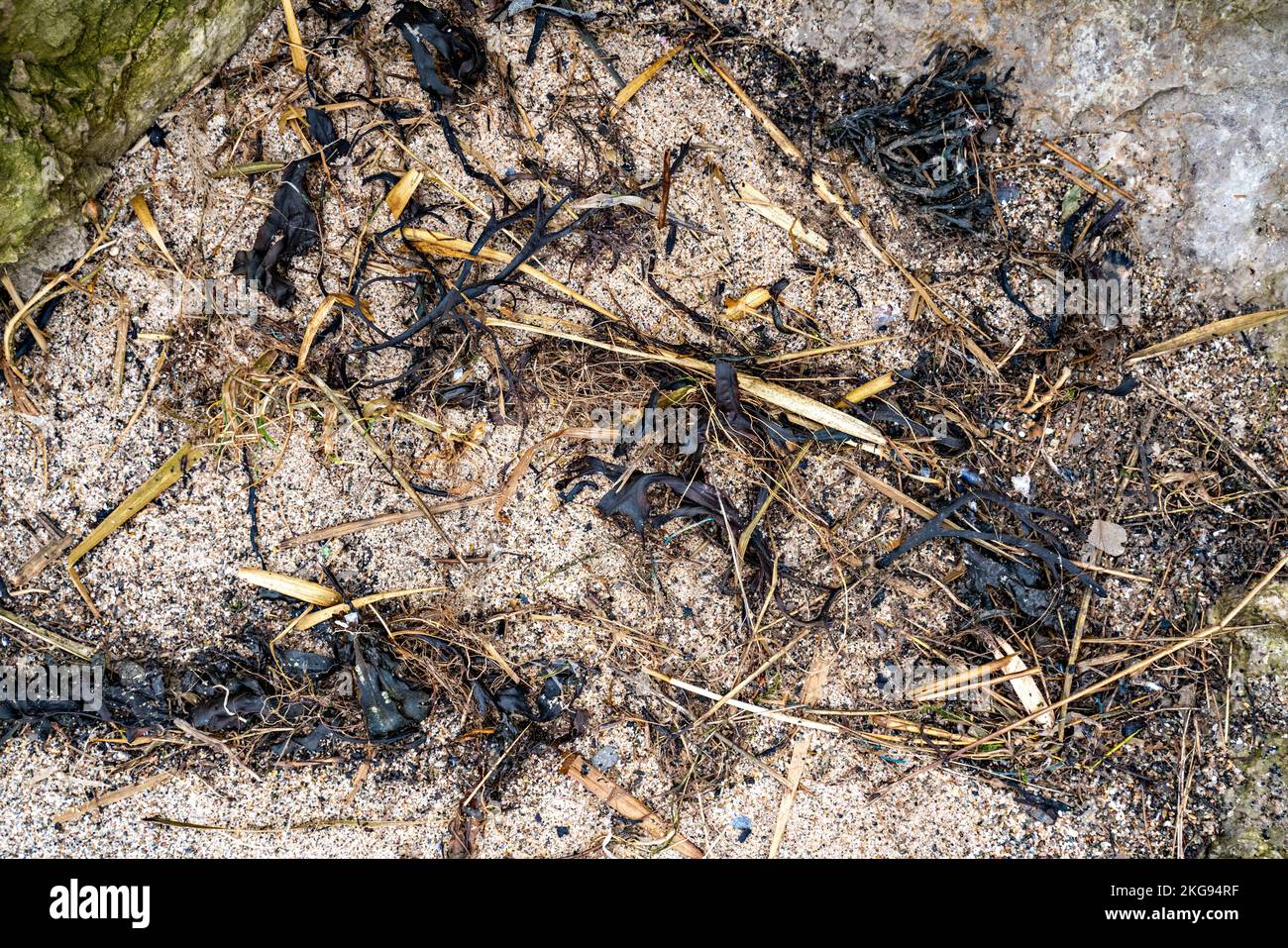 Dried seaweed and plants on coastal high-water line Stock Photo - Alamy