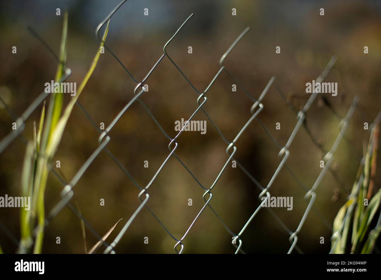 Steel mesh fence. Fence is in detail. Metal mesh. Plants are entangled ...