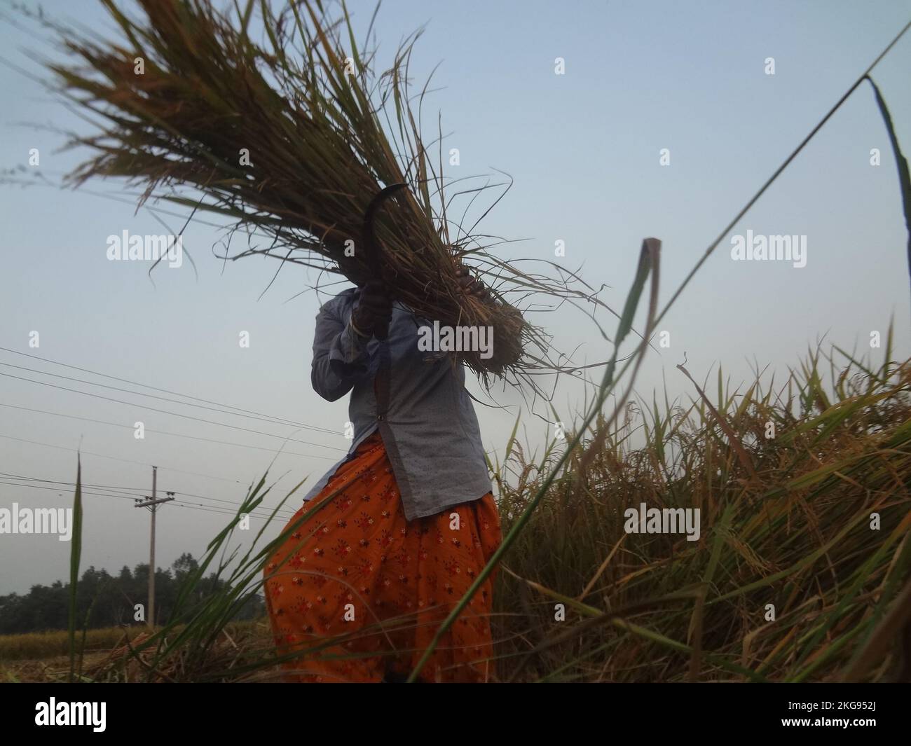 Beldanga hi-res stock photography and images - Alamy