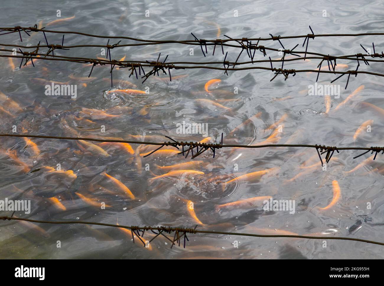 Fence with barbed wire in Trout farm, fish swimming in a lake on ...