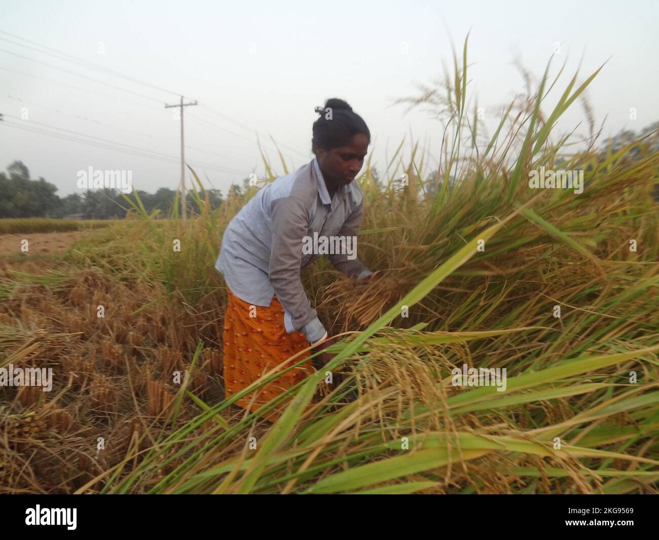 Beldanga hi-res stock photography and images - Alamy