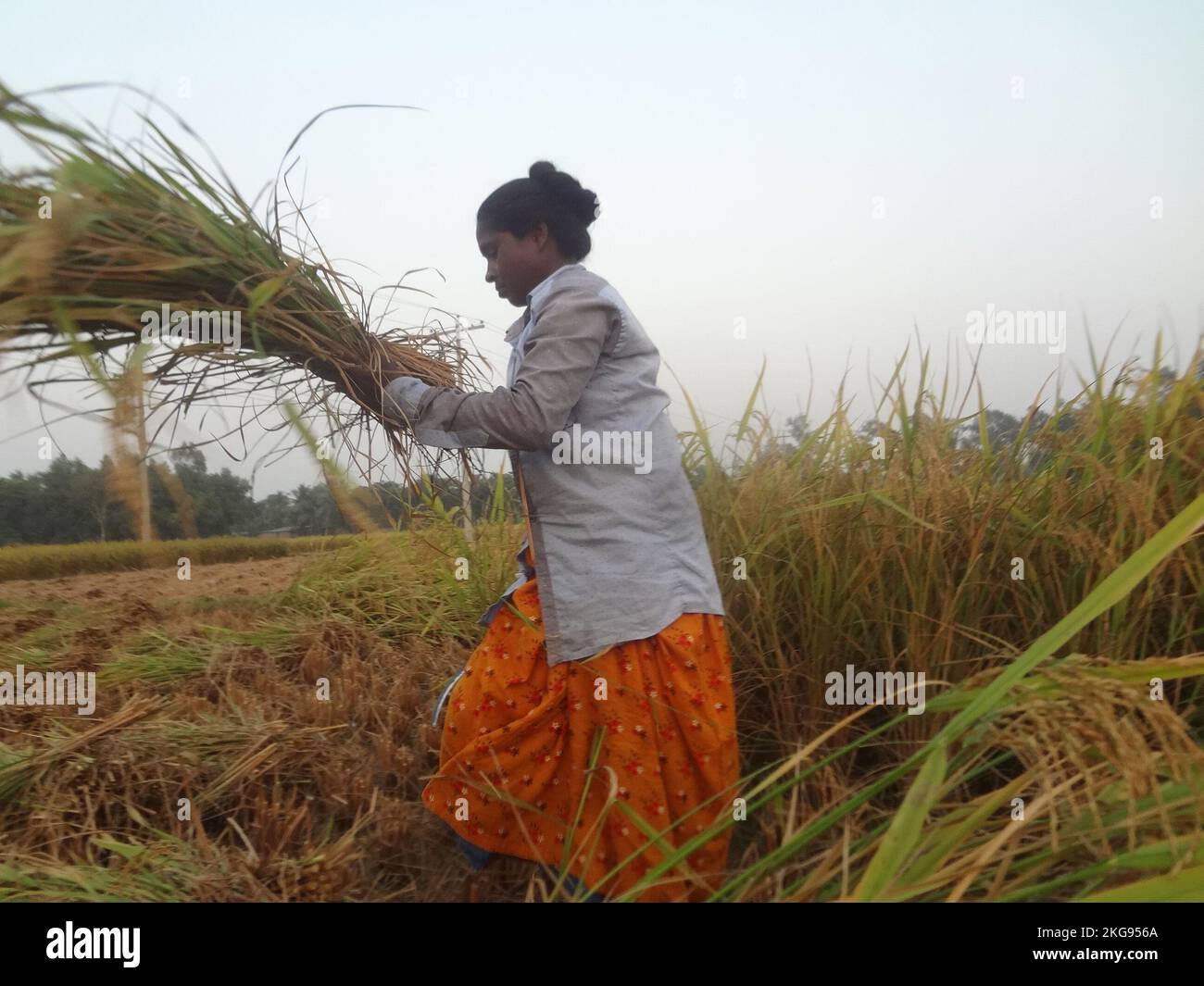 Beldanga hi-res stock photography and images - Alamy