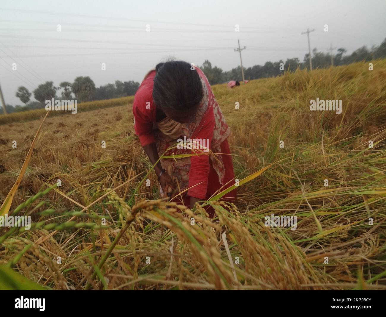 Beldanga hi-res stock photography and images - Alamy