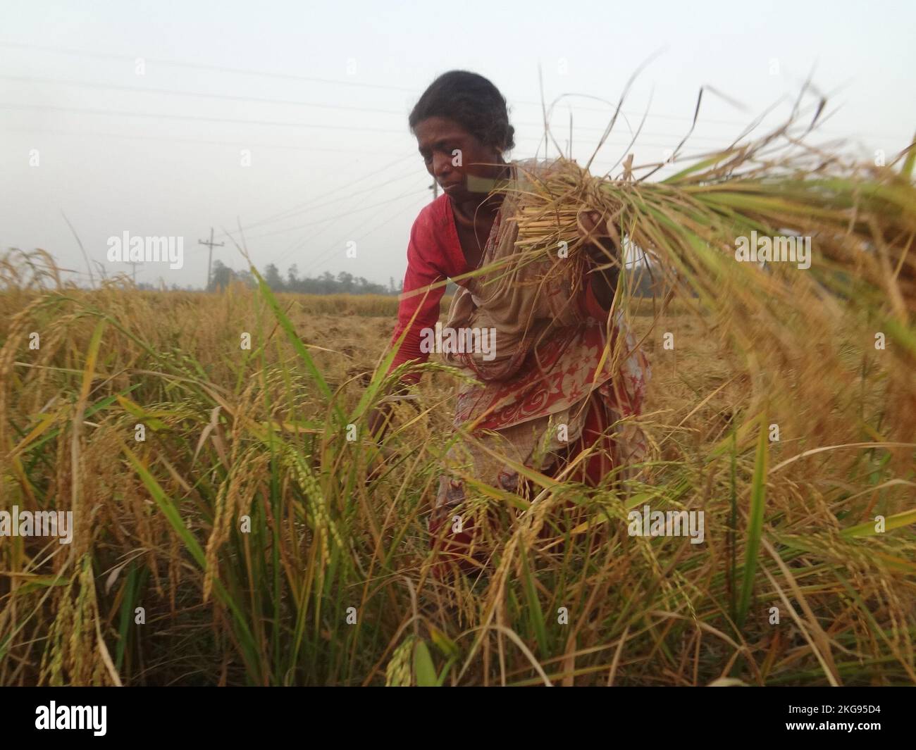 Beldanga hi-res stock photography and images - Alamy