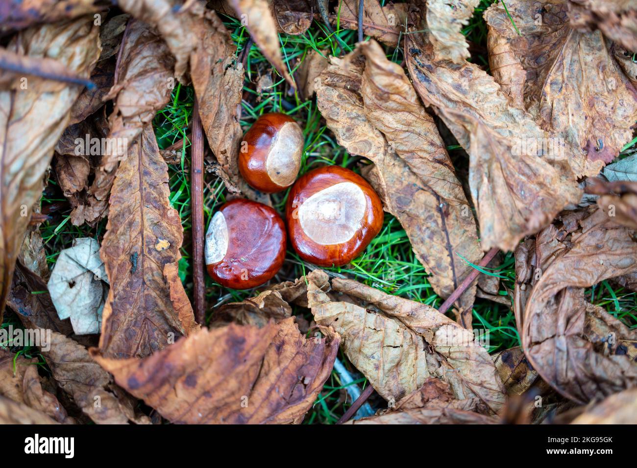 Three conkers or horse chestnuts on the ground in Autumn or Fall ...