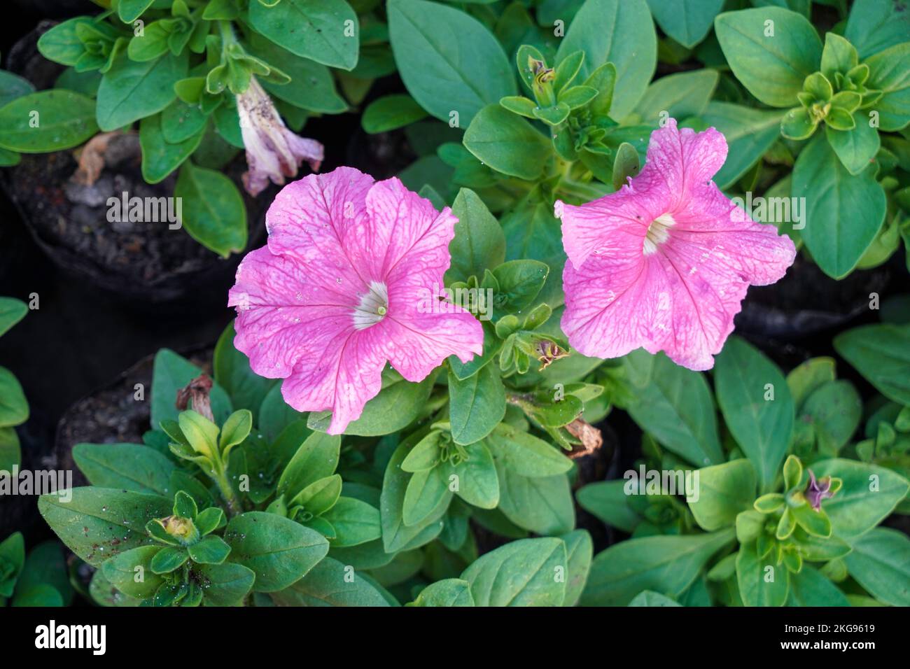Beautiful petunia surfinia pink vein hi-res stock photography and ...