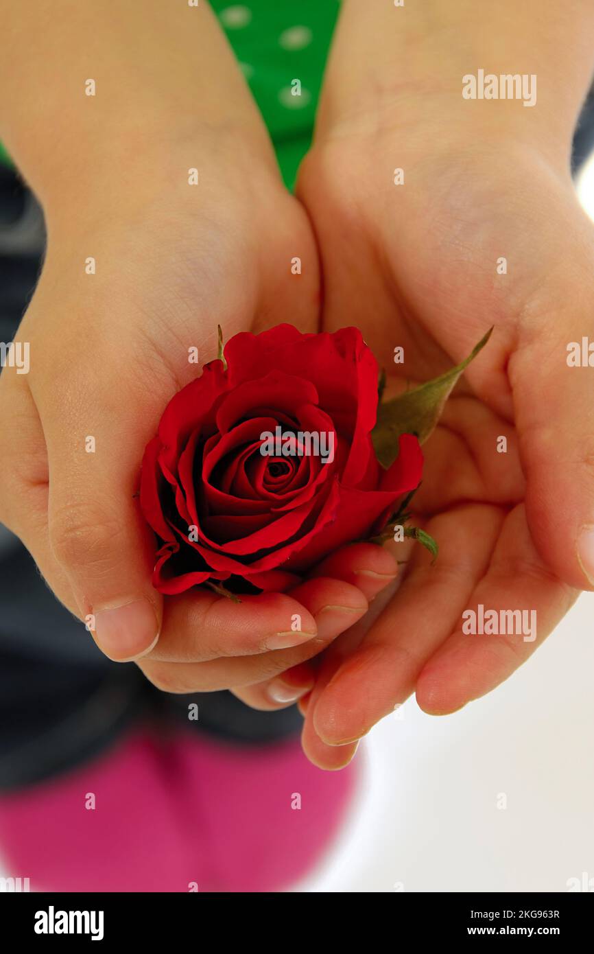 Child holding rose flower in hand on white background Stock Photo - Alamy