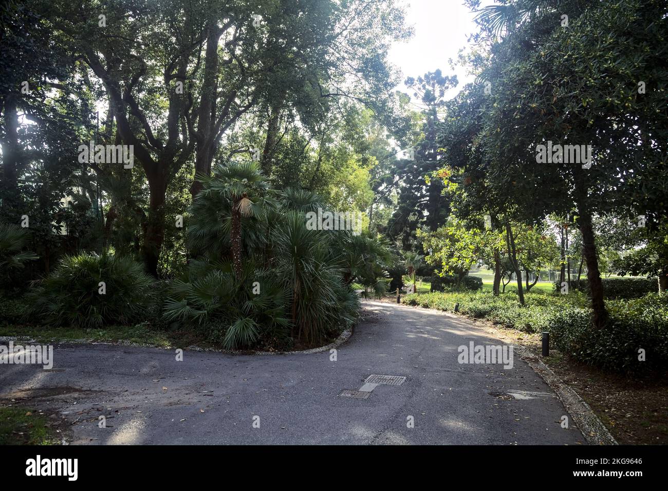 Bench between two trees in hi-res stock photography and images - Alamy