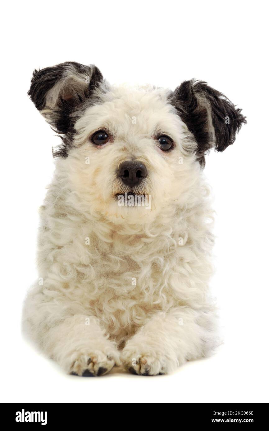 Small dog resting on Cut Out Stock Images & Pictures - Alamy