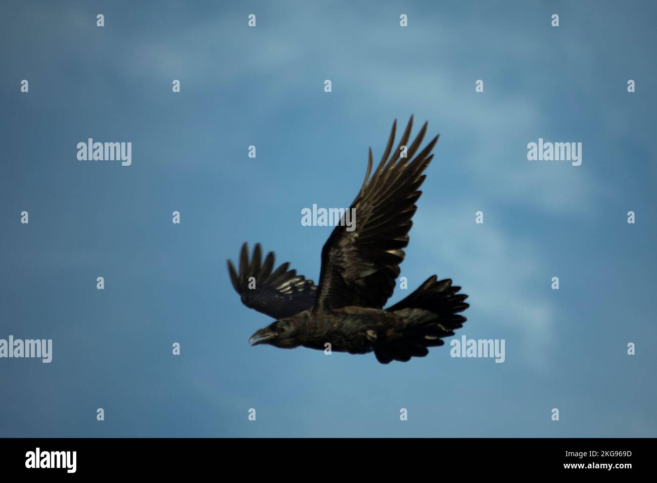Black raven in flight. Raven flies across sky. Black feathers. Mystical ...