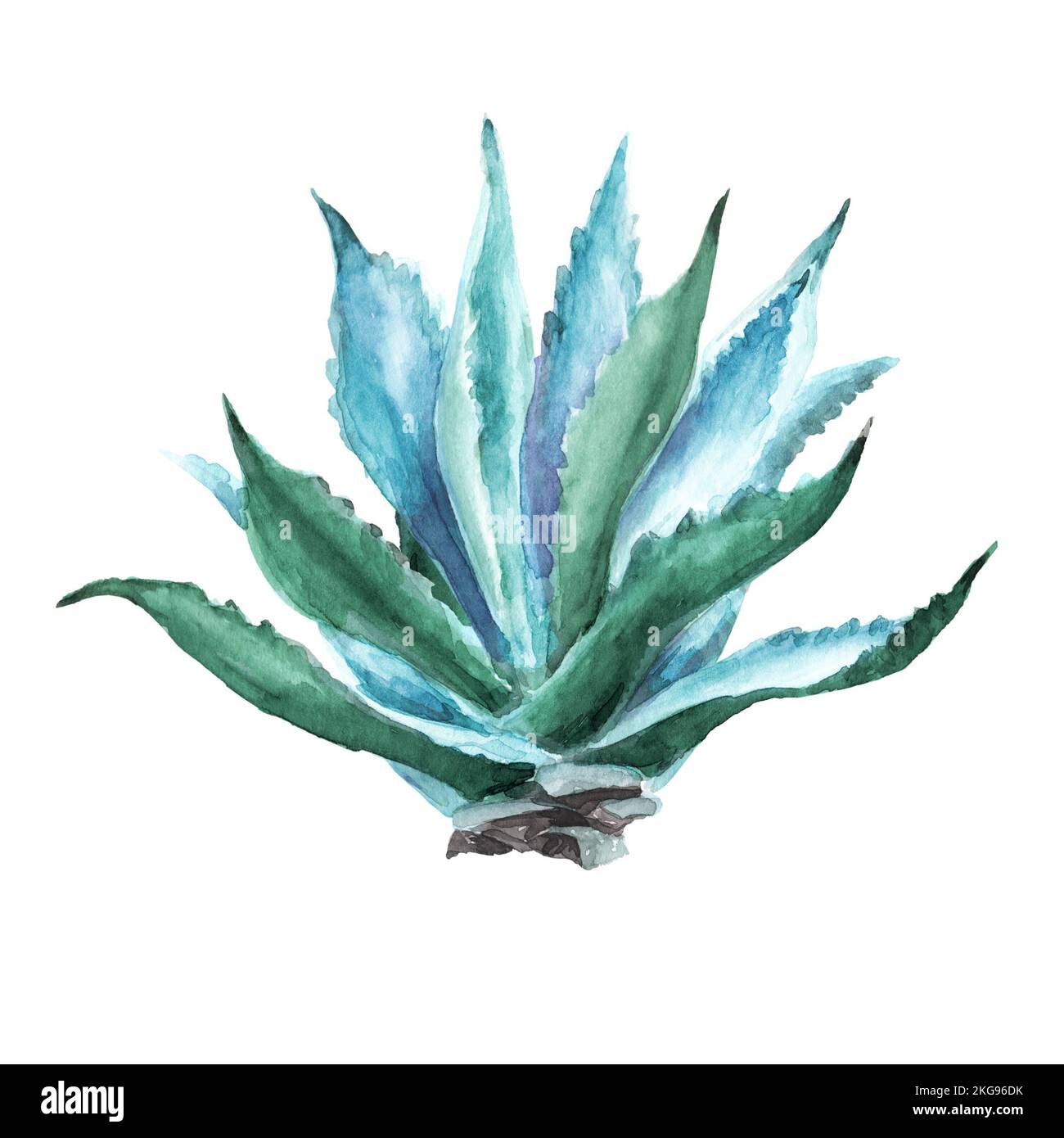 Agave organic plant. Hand drawn watercolor illustration isolated on ...