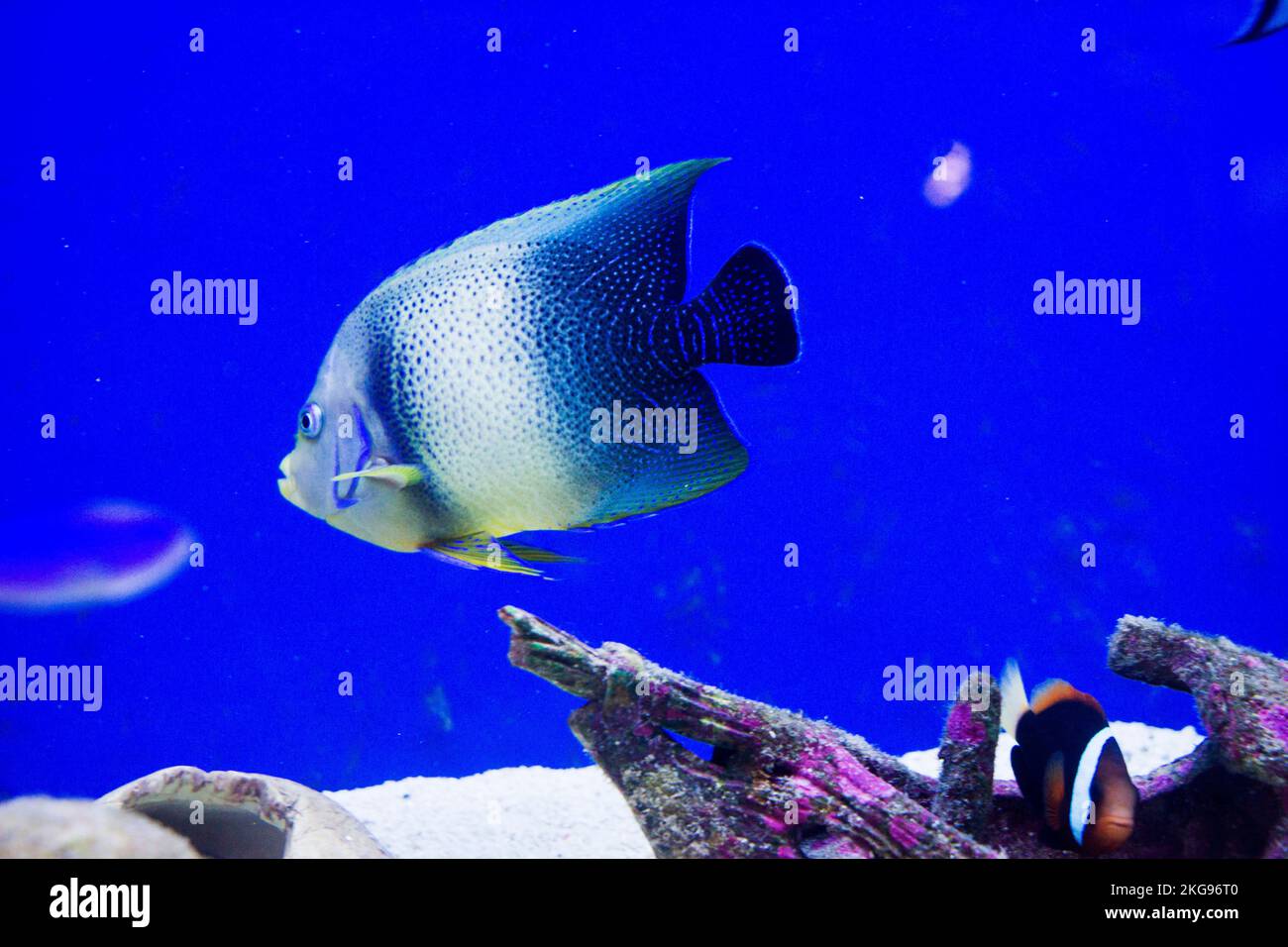 multi colored fish of different breeds swims in the aquarium Stock ...