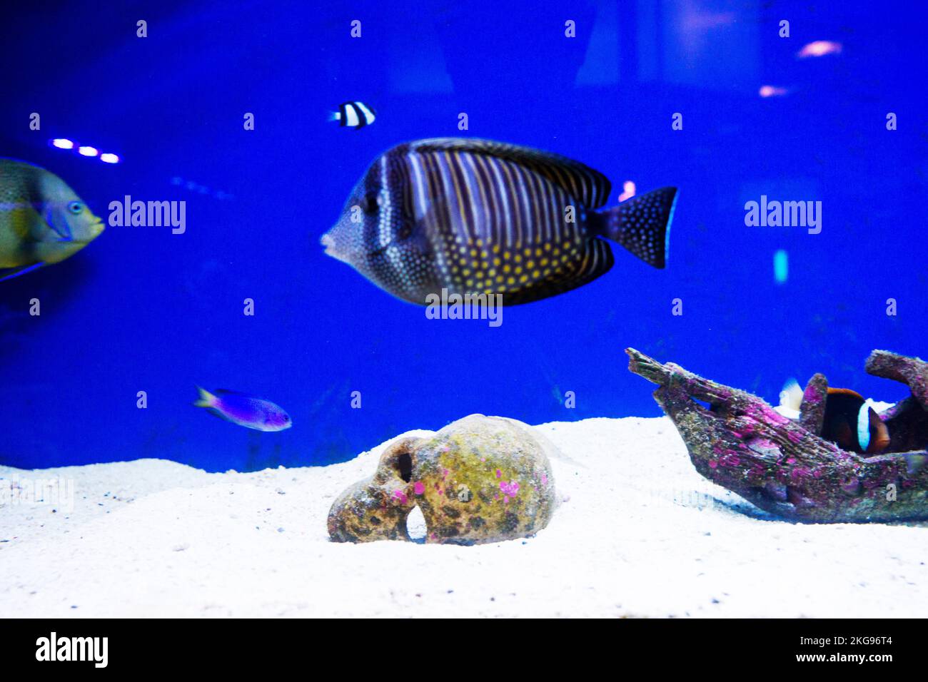 multi colored fish of different breeds swims in the aquarium Stock ...