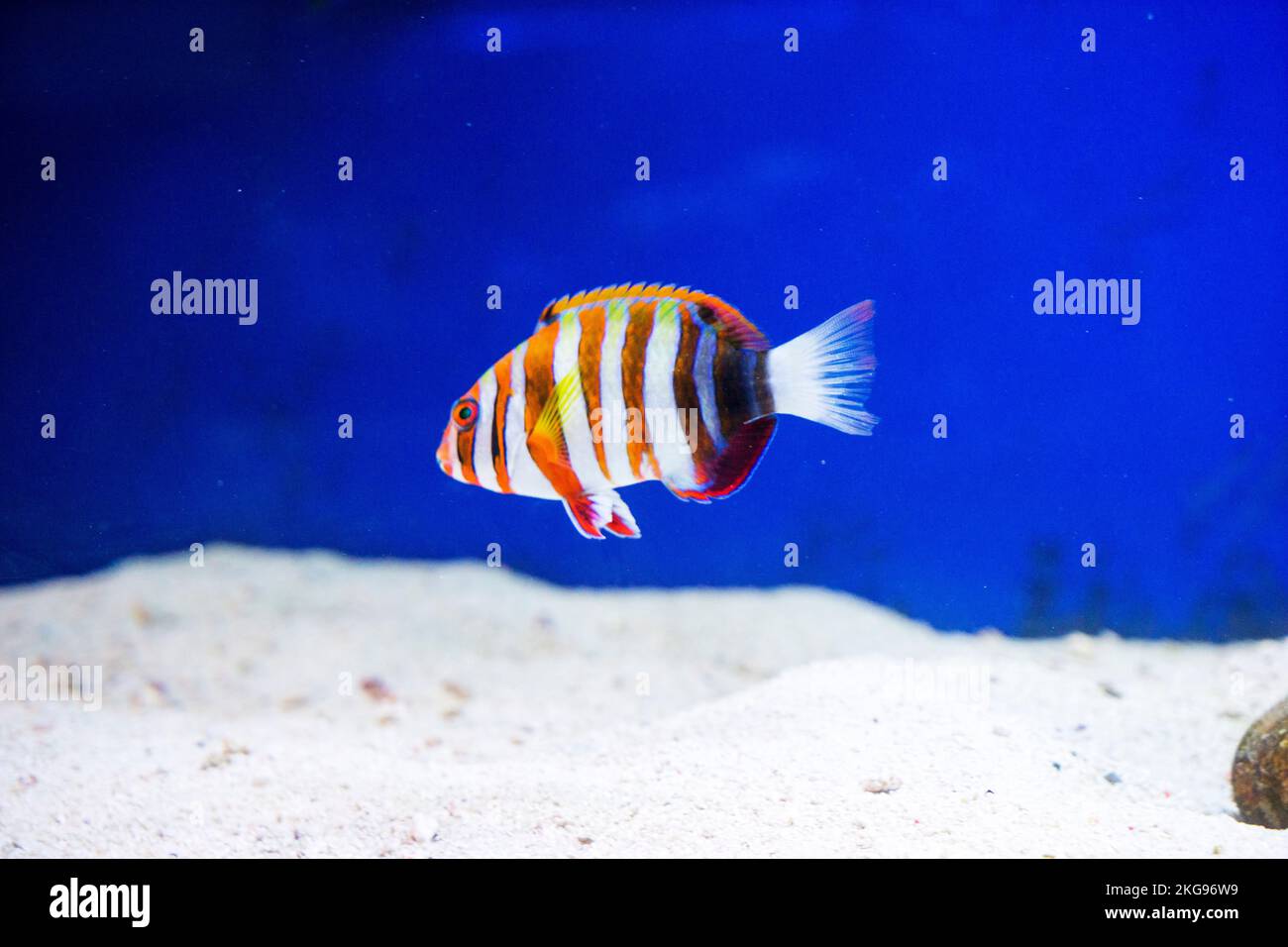 multi colored fish of different breeds swims in the aquarium Stock ...