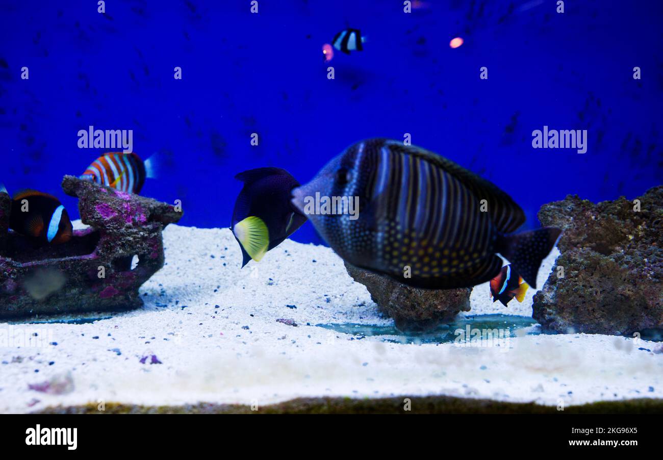 multi colored fish of different breeds swims in the aquarium Stock ...