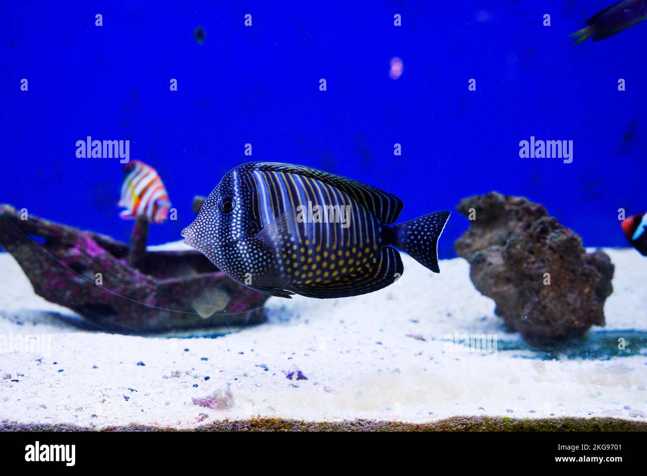 multi colored fish of different breeds swims in the aquarium Stock ...