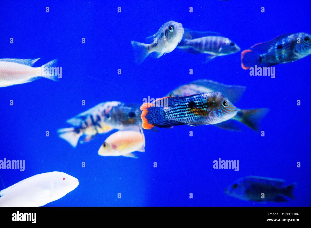 multi colored fish of different breeds swims in the aquarium Stock ...