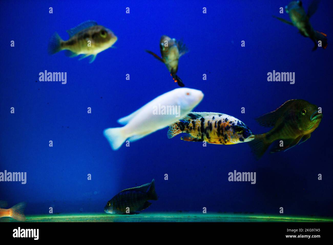 multi colored fish of different breeds swims in the aquarium Stock ...