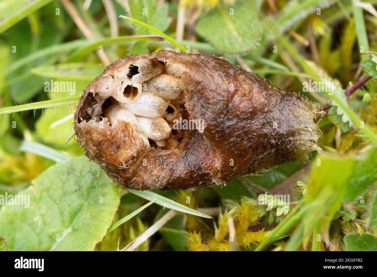 Parasitised remains on emperor moth (Saturnia pavonia) cocoon on chalk ...