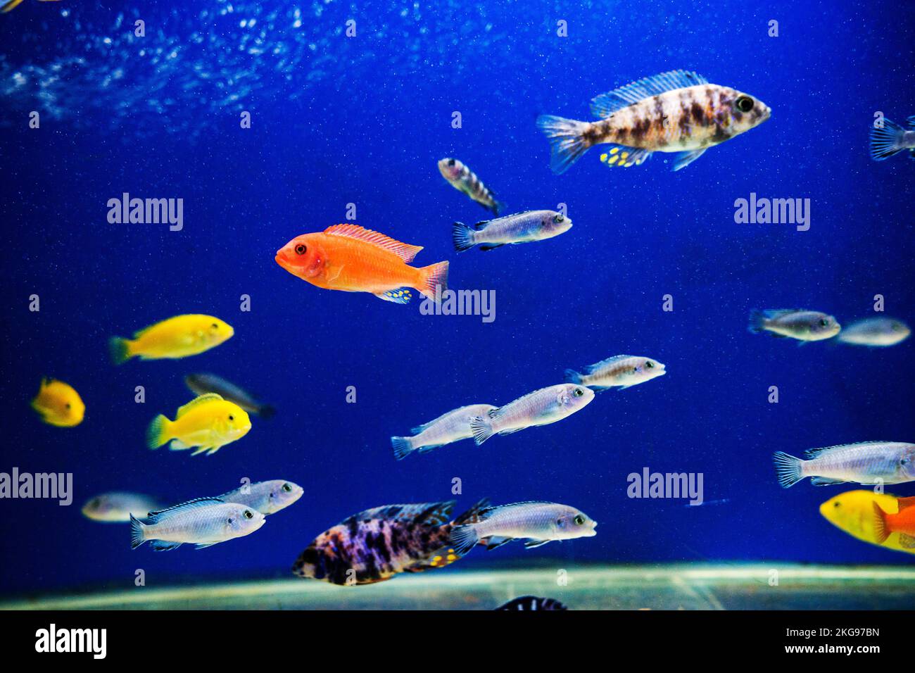 multi colored fish of different breeds swims in the aquarium Stock ...