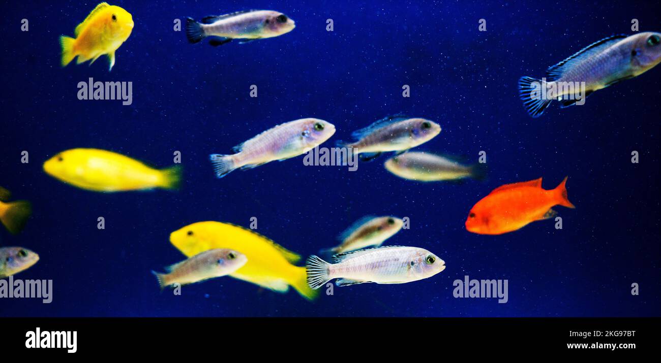 multi colored fish of different breeds swims in the aquarium Stock ...