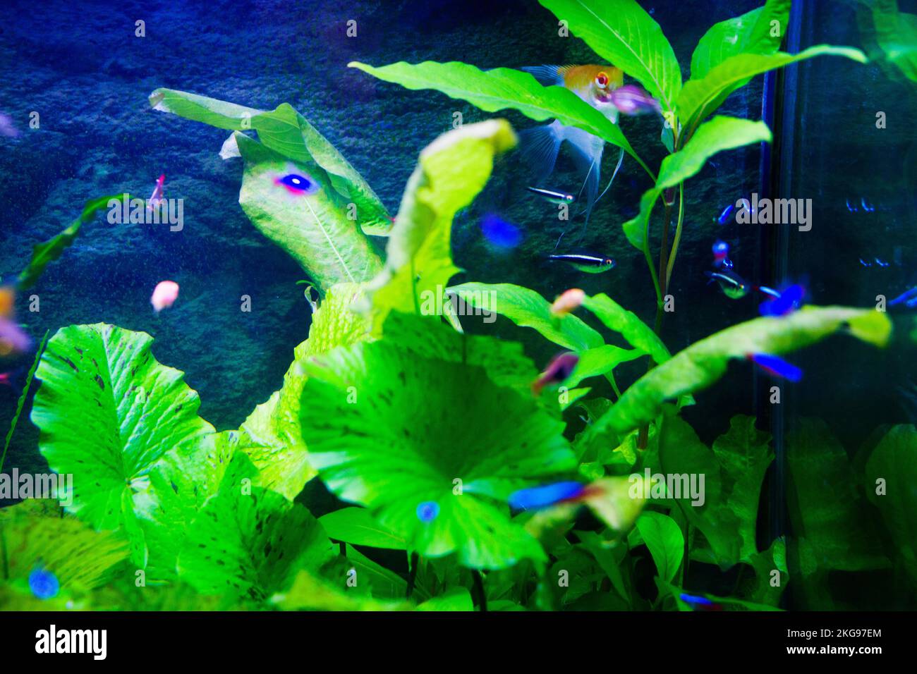 multi colored fish of different breeds swims in the aquarium Stock ...