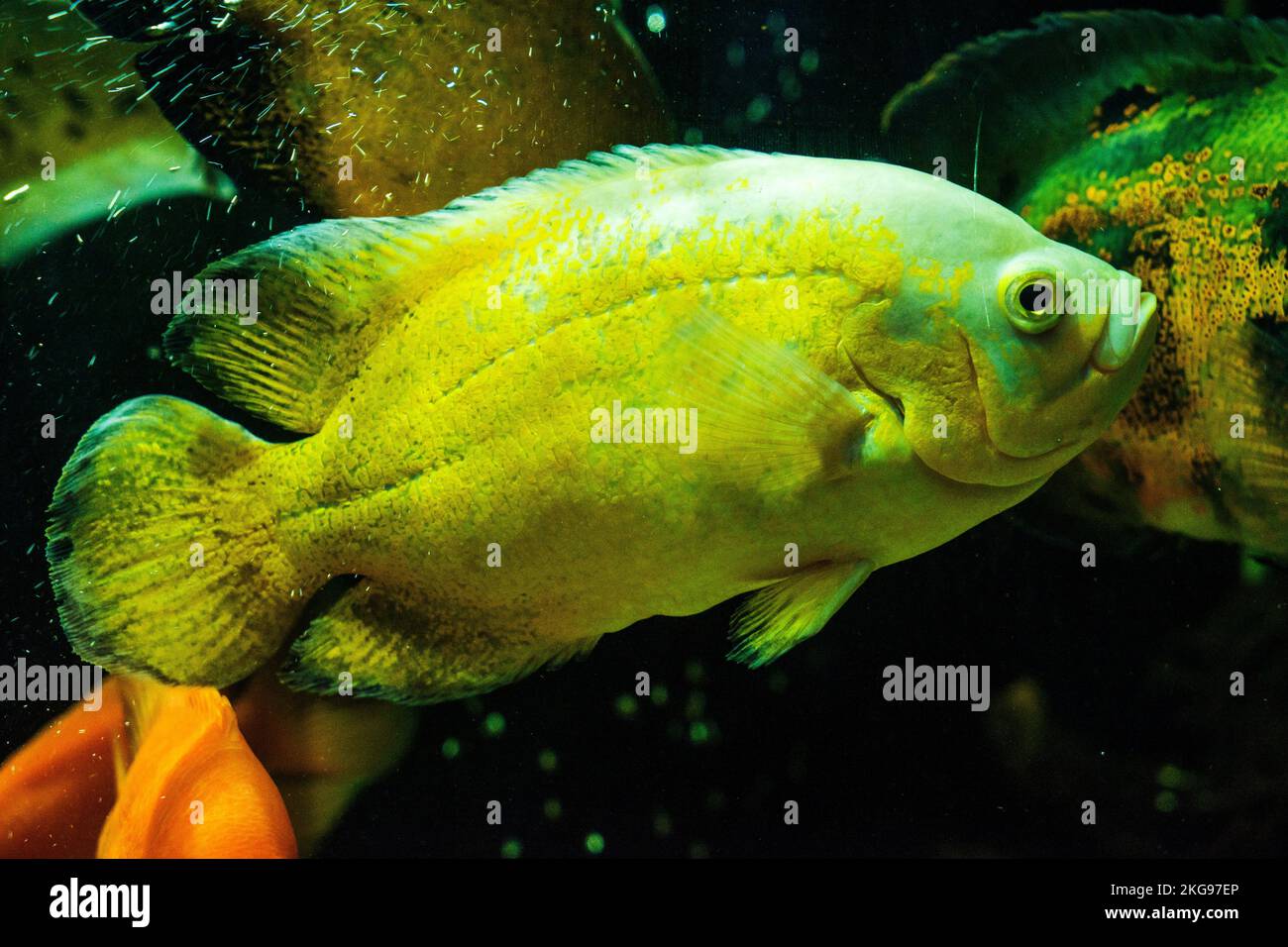 multi colored fish of different breeds swims in the aquarium Stock ...