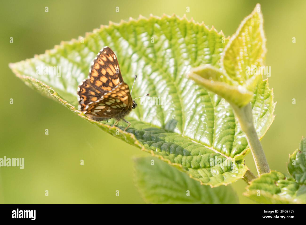 Duke of burgundy butterfly hi-res stock photography and images - Alamy