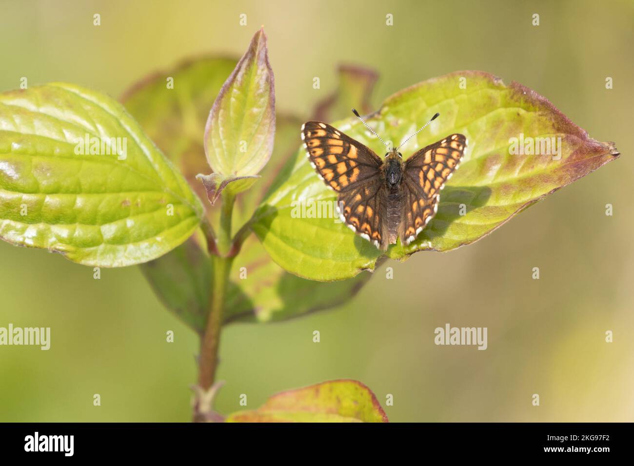 Duke of Burgundy butterfly (Hamearis lucina). West Sussex, UK Stock ...