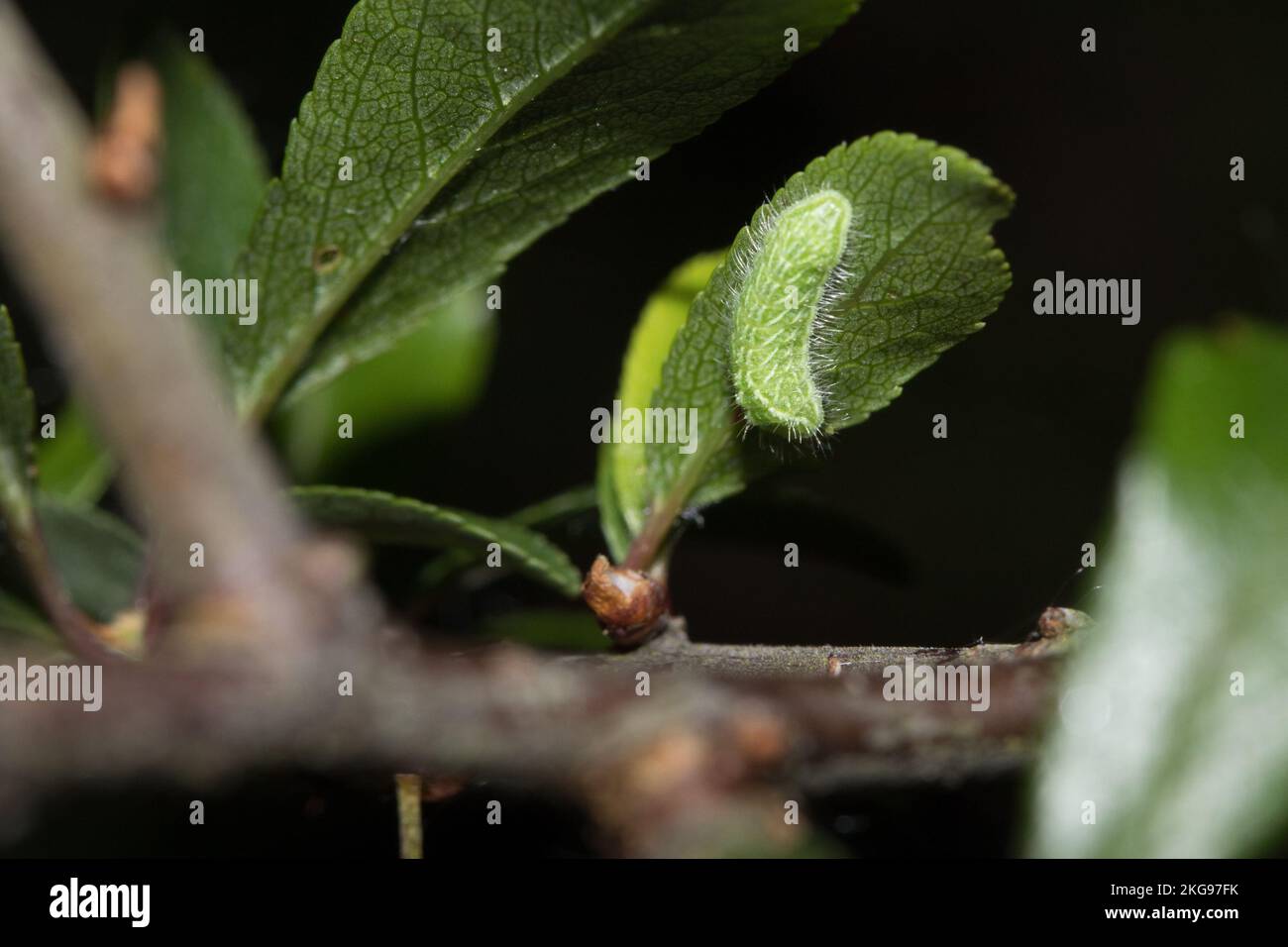 Brown Haistreak (Thecla betulae) butterfly larva resting on Blackthorn ...