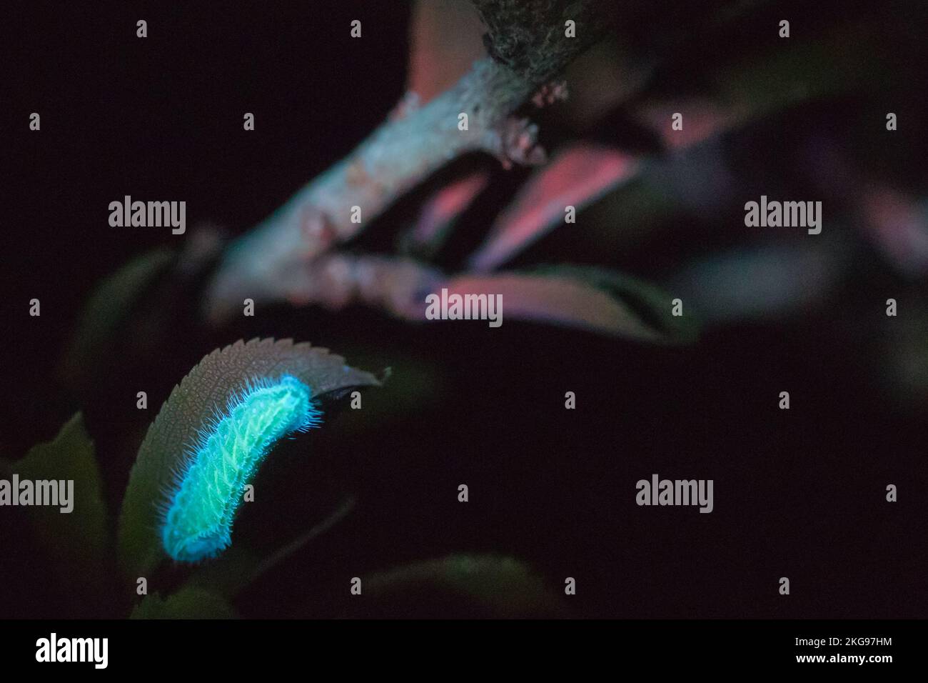 Thecla betulae caterpillar hi-res stock photography and images - Alamy