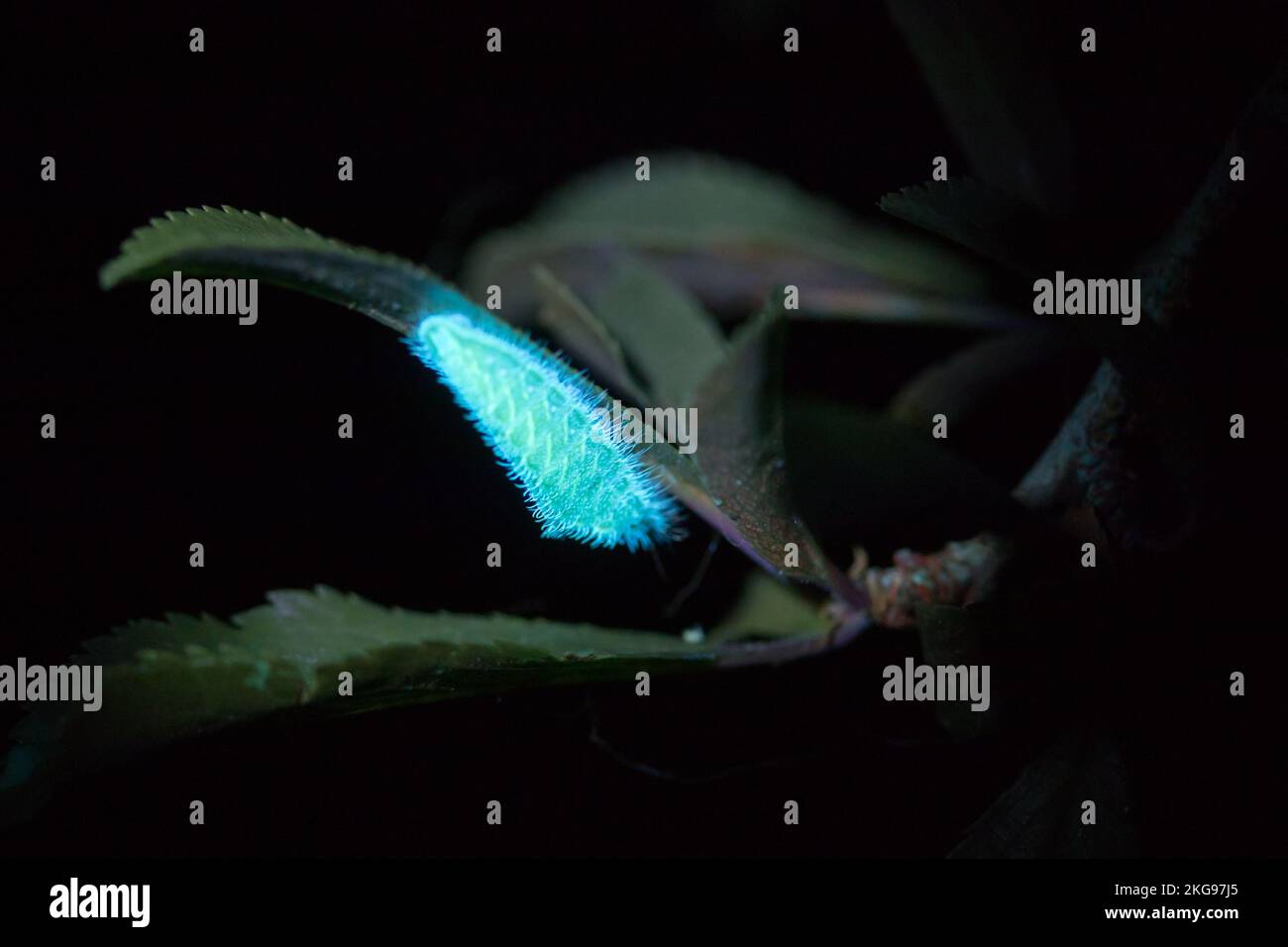 Thecla betulae caterpillar hi-res stock photography and images - Alamy