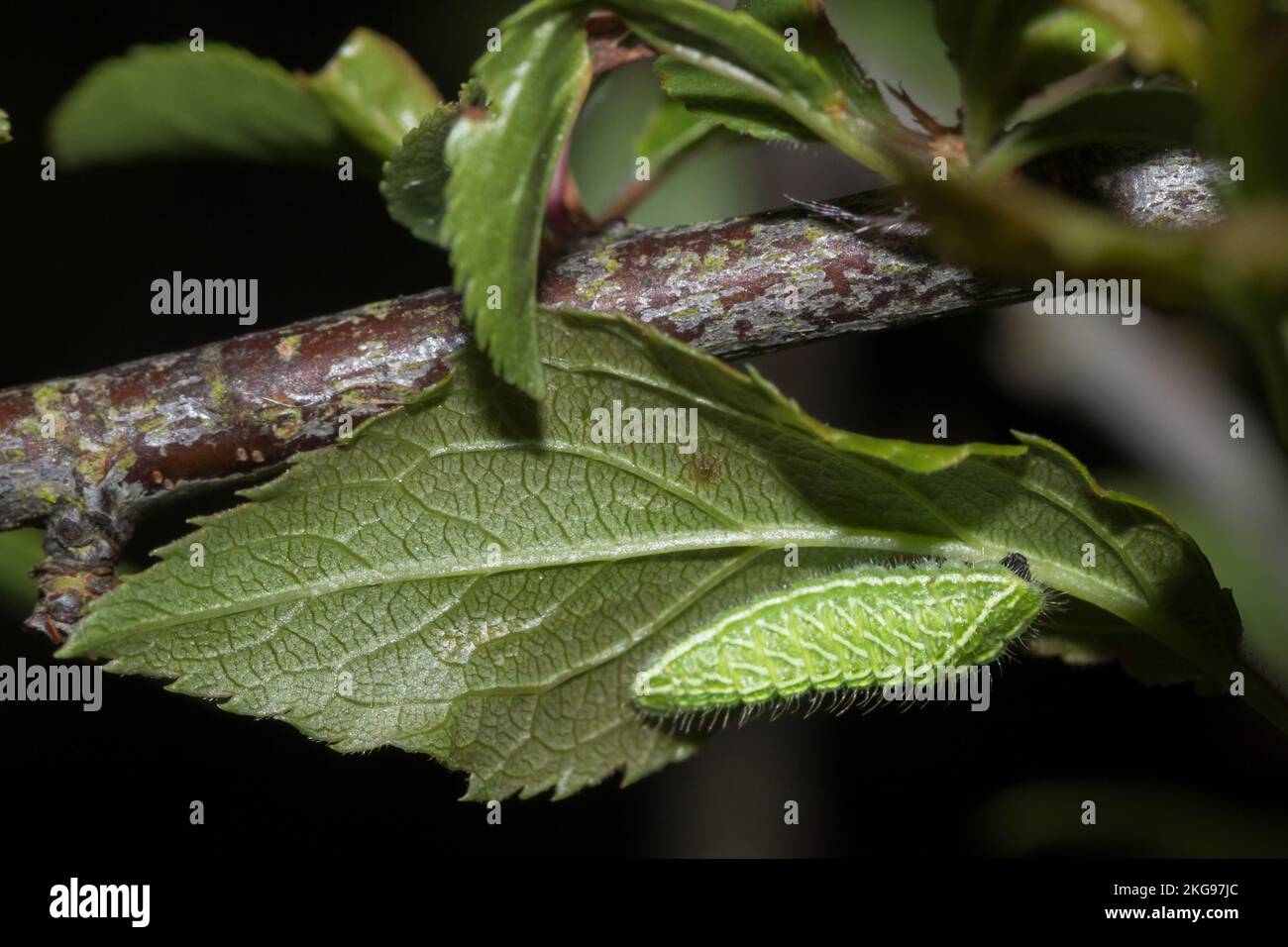 Brown Hairstreak (Thecla betulae) larva resting on Blackthorn (Prunus ...