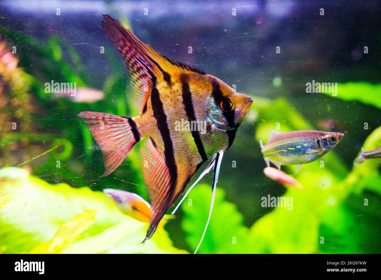multi colored fish of different breeds swims in the aquarium Stock ...