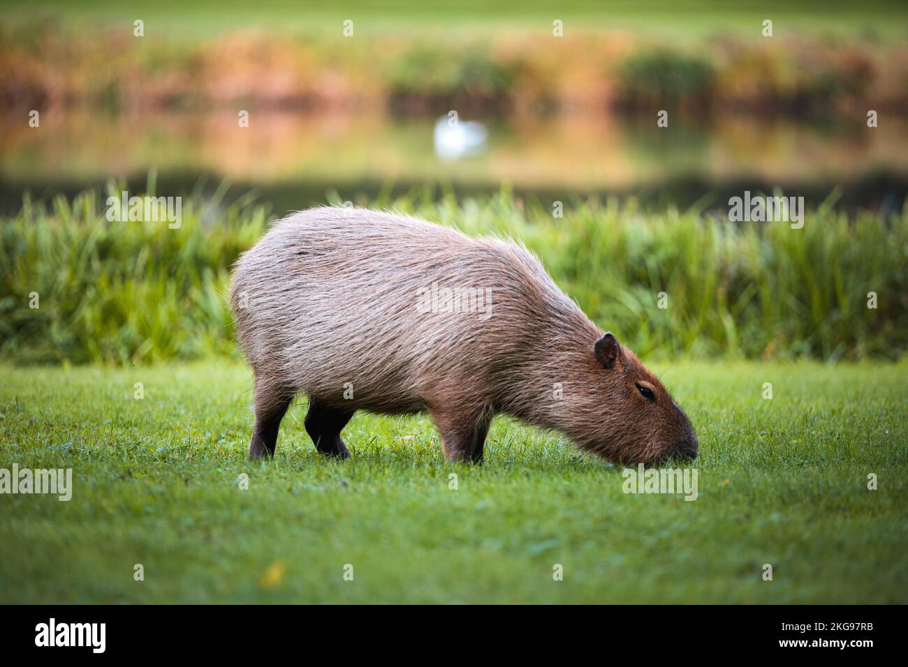 A closeup of a capybara eating grass in a park in daylight on a blurred ...