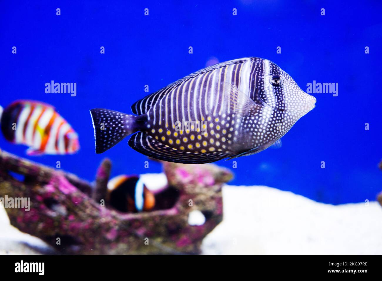 multi colored fish of different breeds swims in the aquarium Stock ...