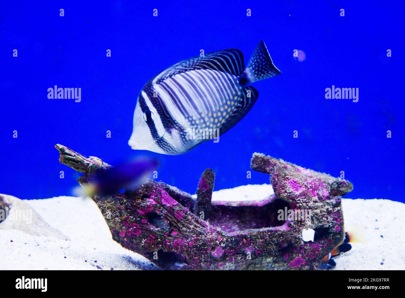 multi colored fish of different breeds swims in the aquarium Stock ...