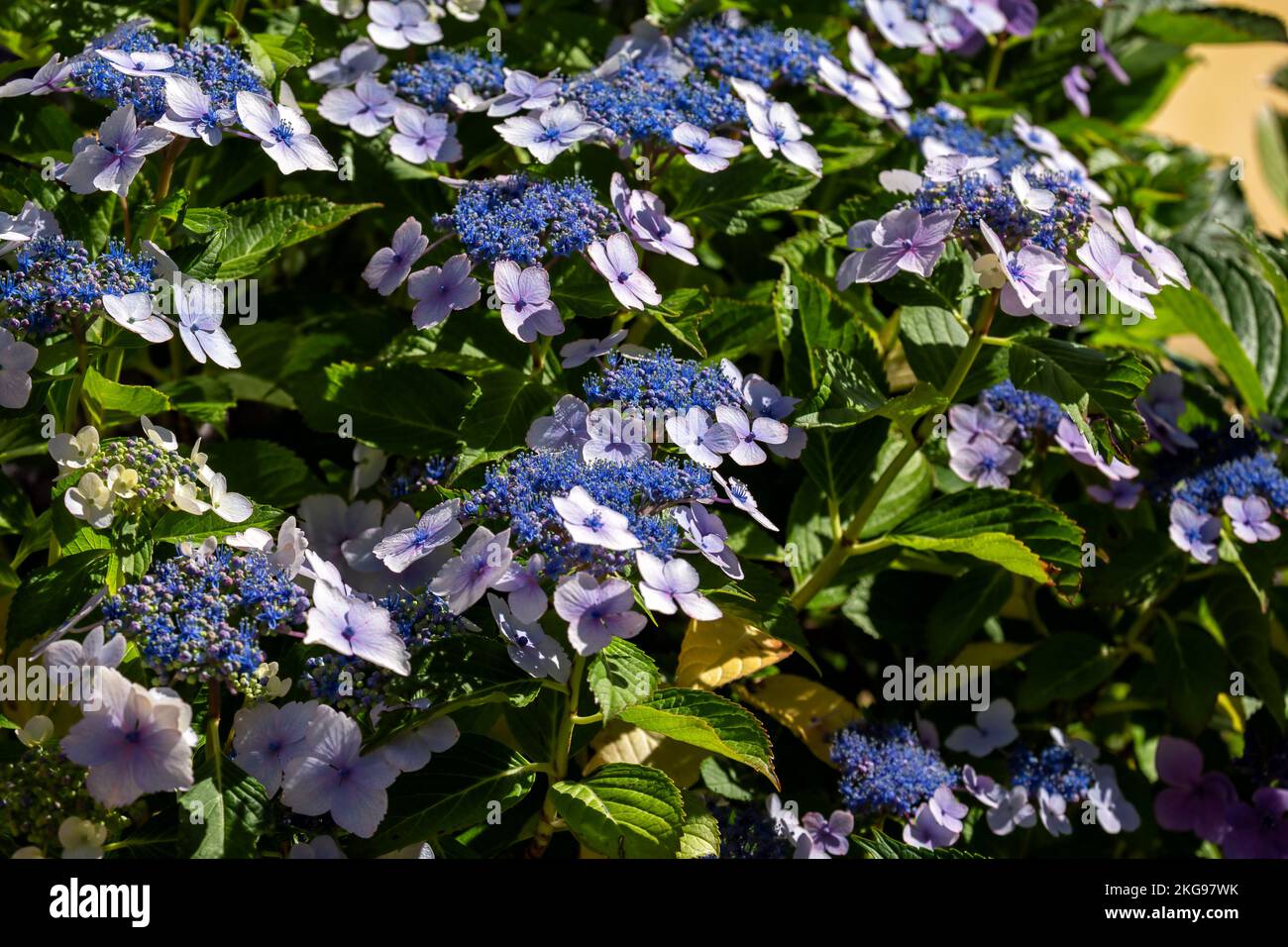 Flowering bush of Hydrangea serrata, a variety of Hydrangea macrophylla ...