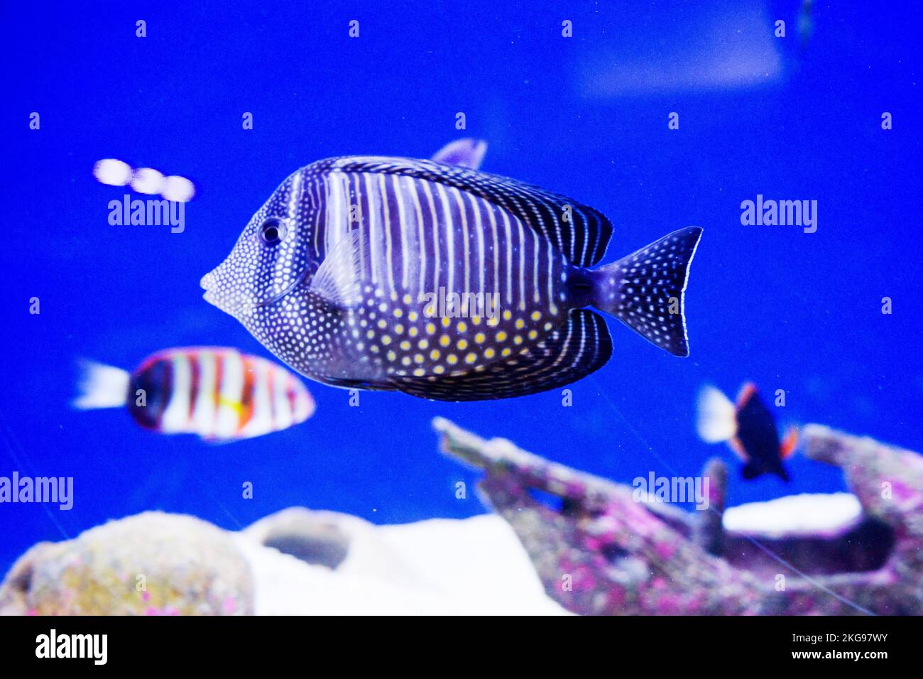 multi colored fish of different breeds swims in the aquarium Stock ...