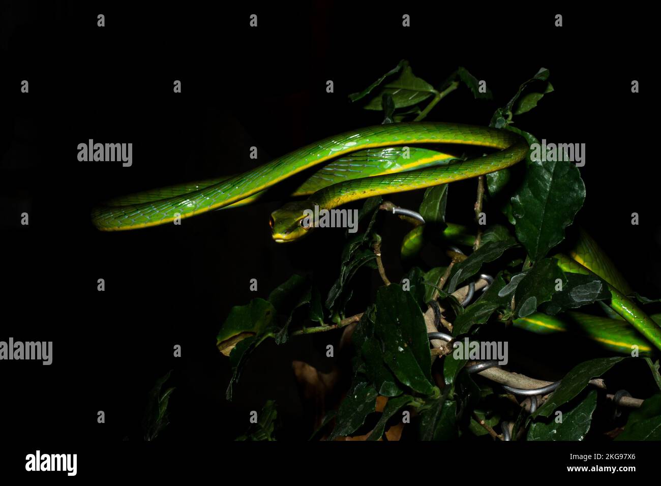 A beautiful horizontal image of a bright green snake in a tree at night ...