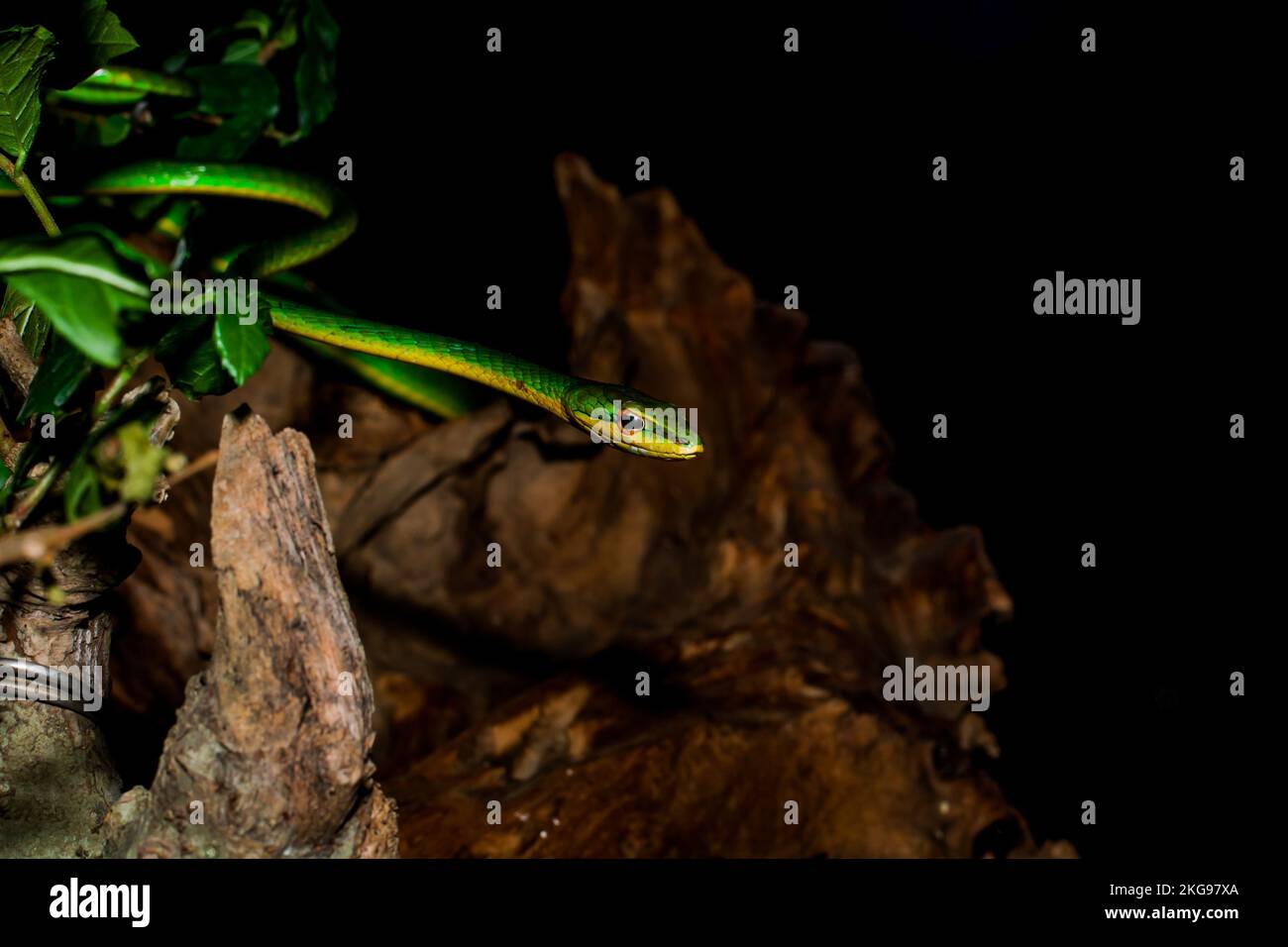 A beautiful horizontal image of a bright green snake in a tree at night ...
