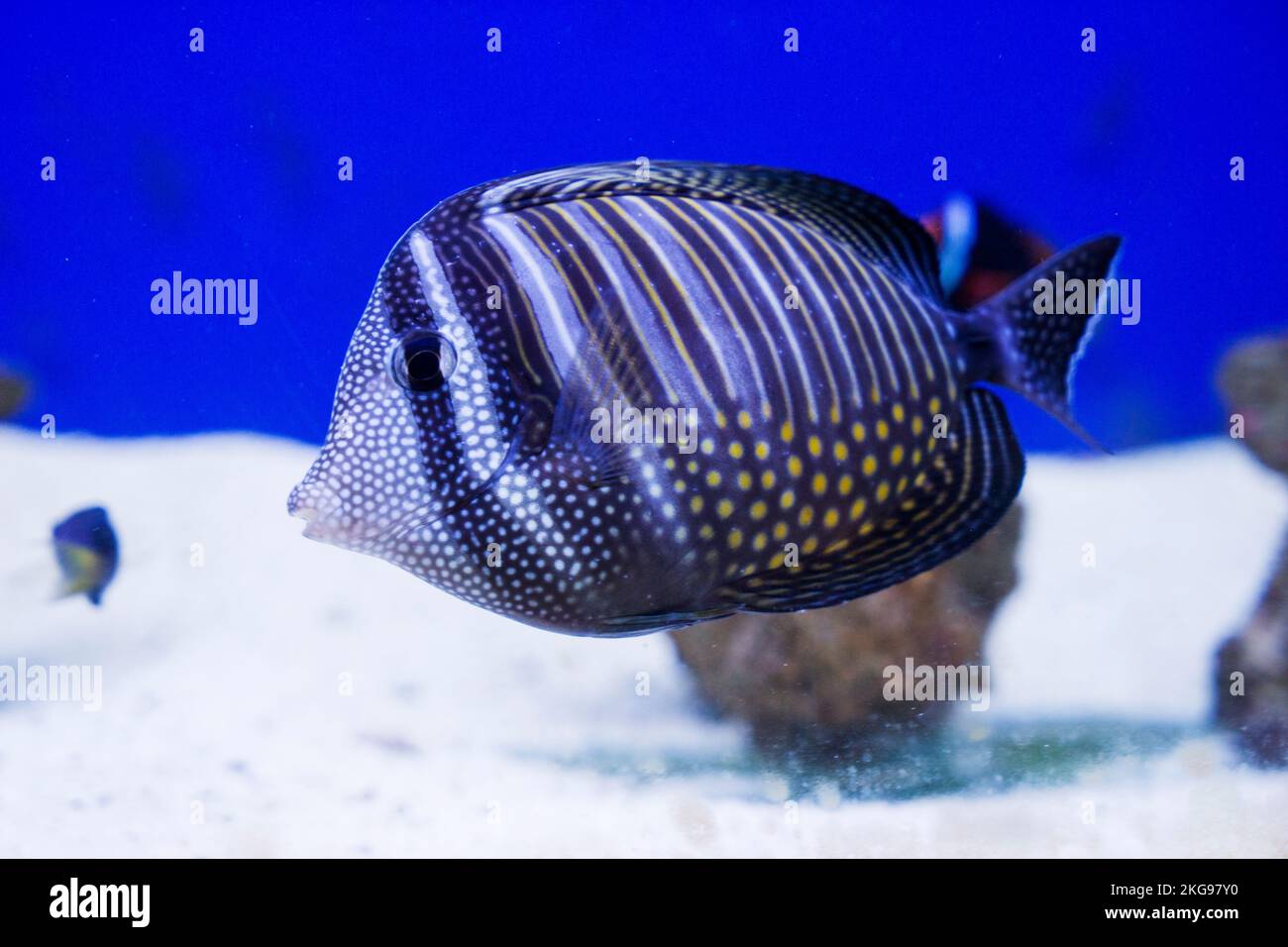 multi colored fish of different breeds swims in the aquarium Stock ...