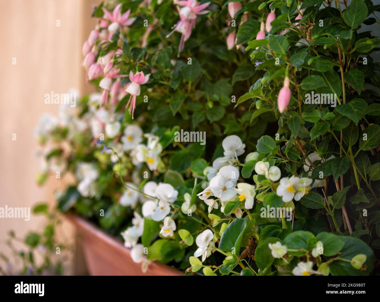 Flower box with small-flowered white begonia and pink fuchsia. Garden ...