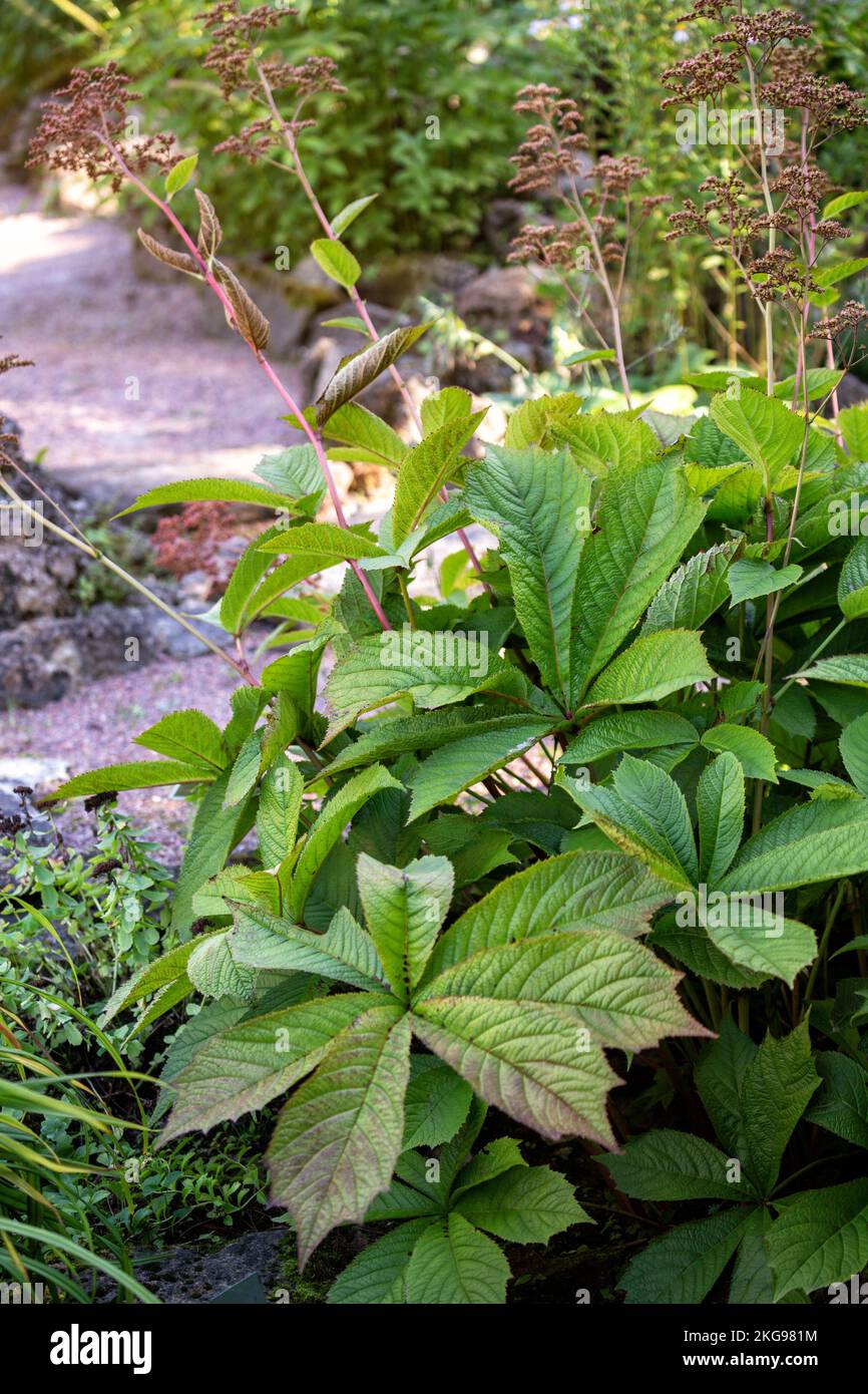 Large beautiful leaves of Rodgersia in the garden. Ornamental plant for ...