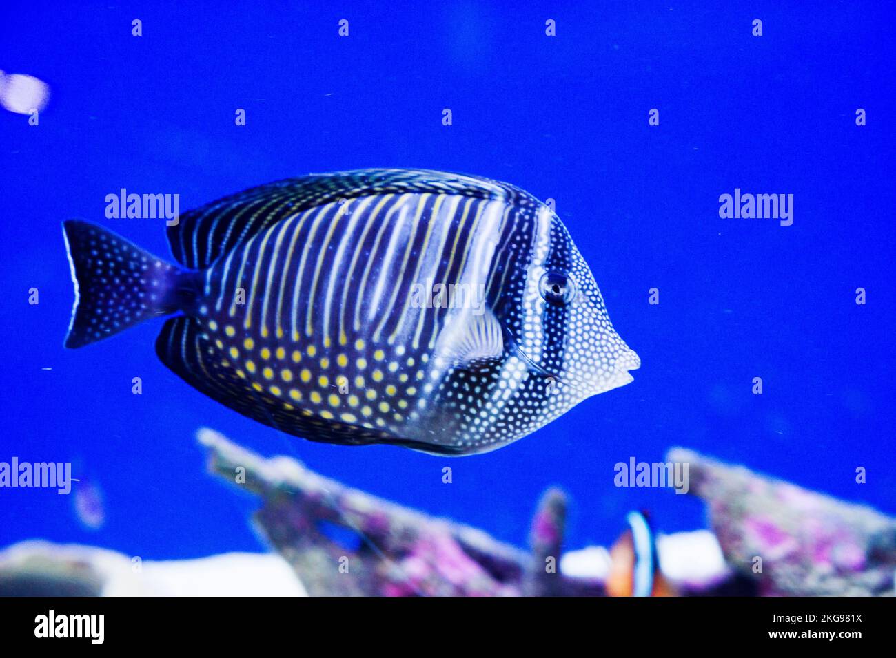 multi colored fish of different breeds swims in the aquarium Stock ...