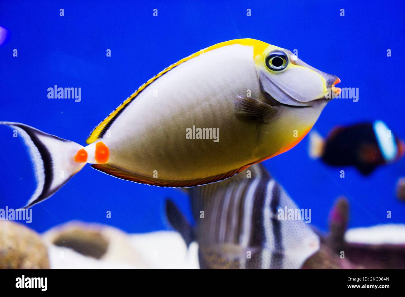 multi colored fish of different breeds swims in the aquarium Stock ...