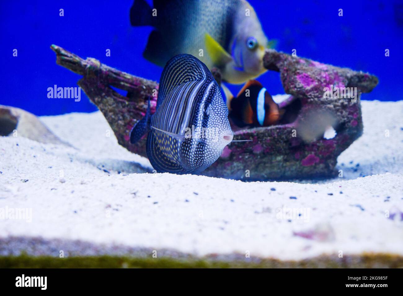 multi colored fish of different breeds swims in the aquarium Stock ...