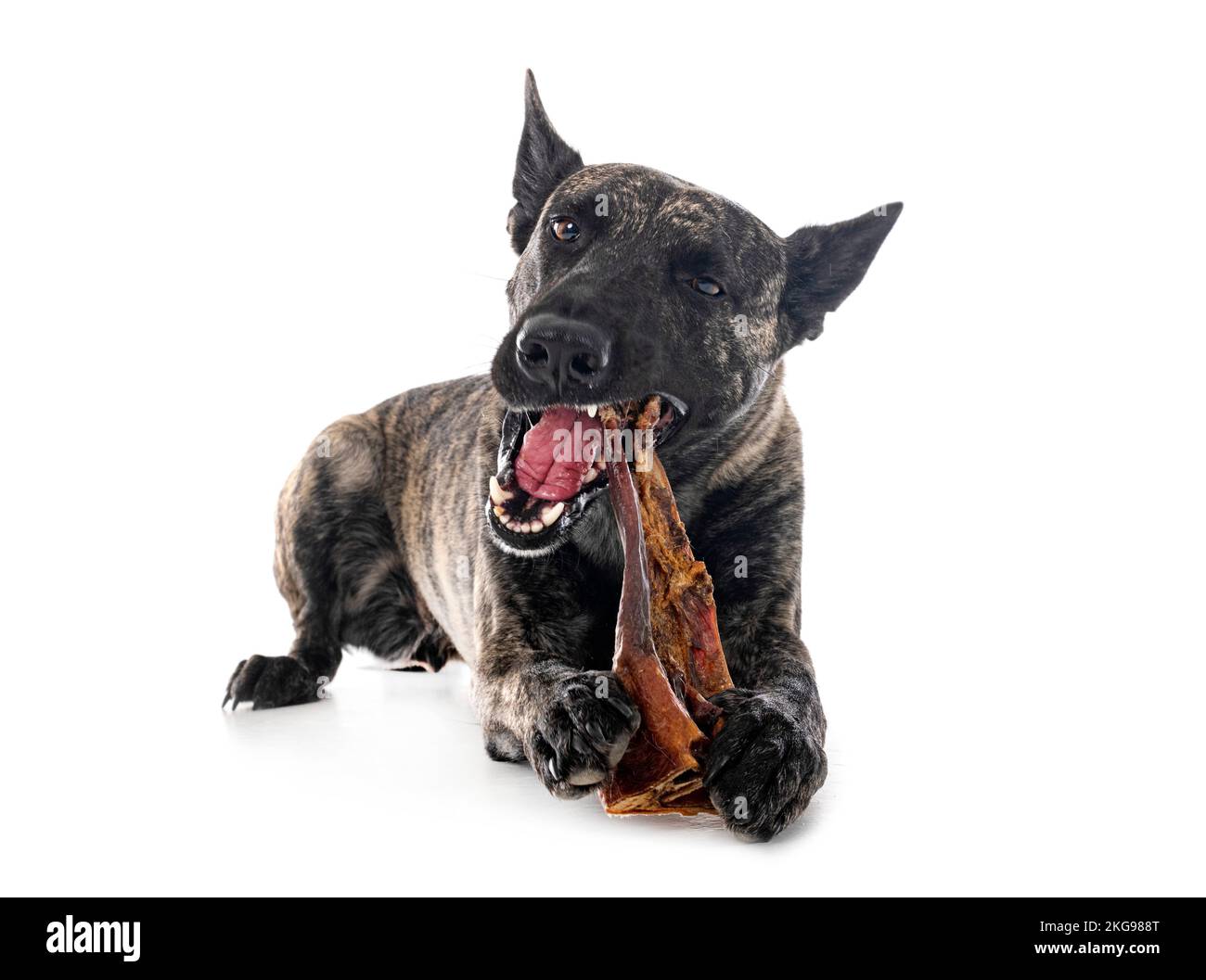 Dutch Shepherd in front of white background Stock Photo - Alamy