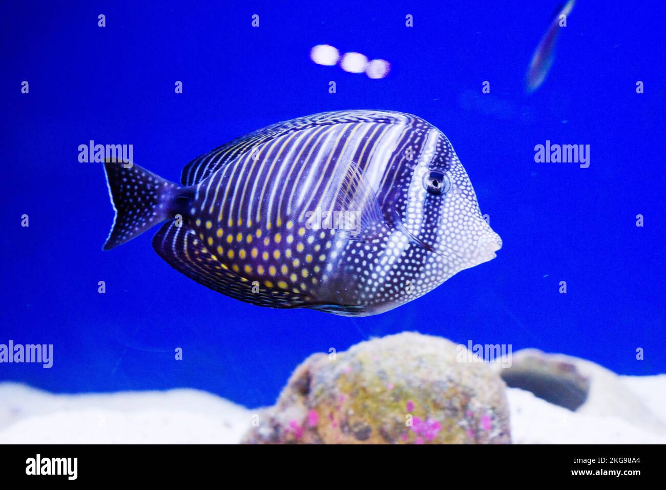 multi colored fish of different breeds swims in the aquarium Stock ...