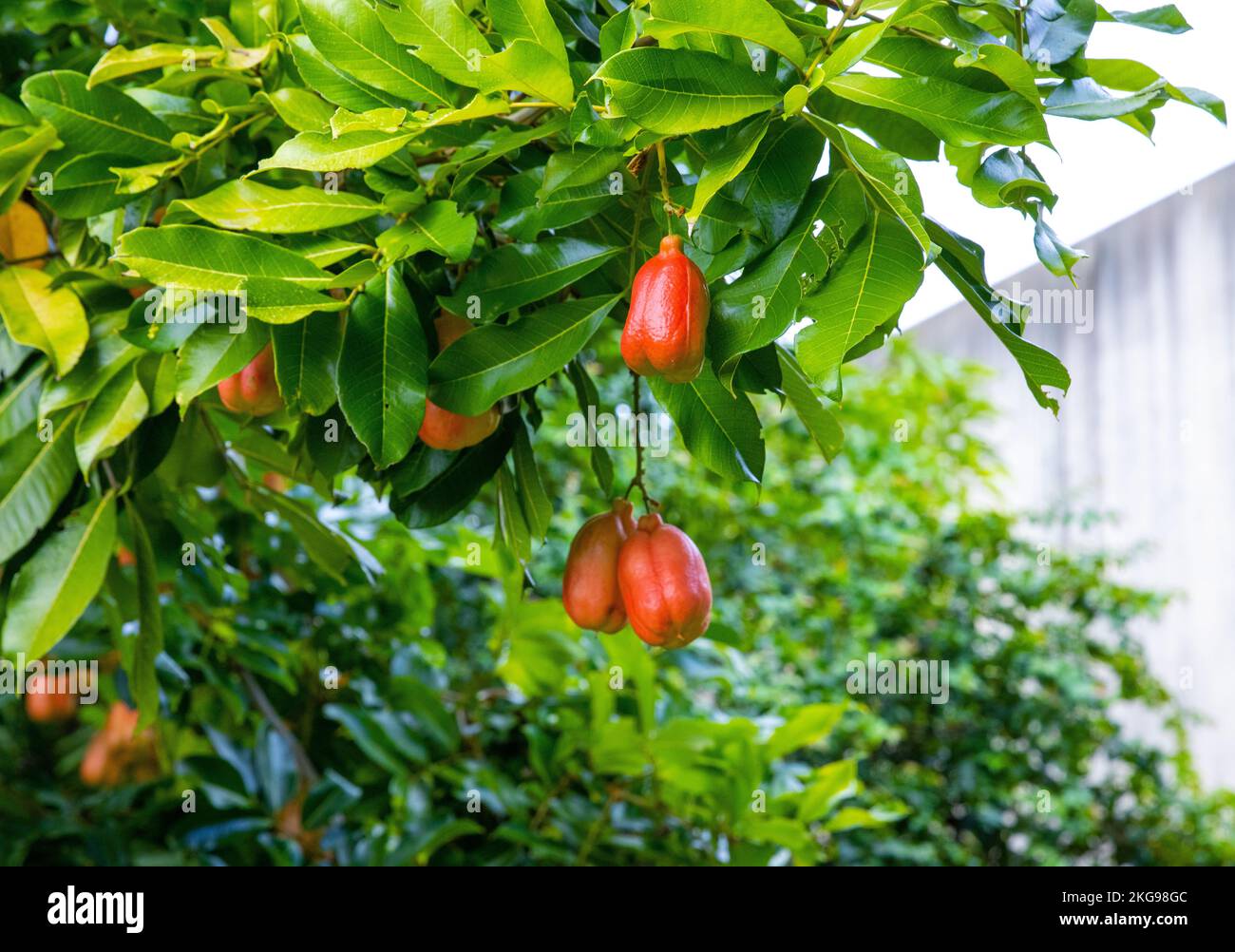 Ackee tree hi-res stock photography and images - Alamy